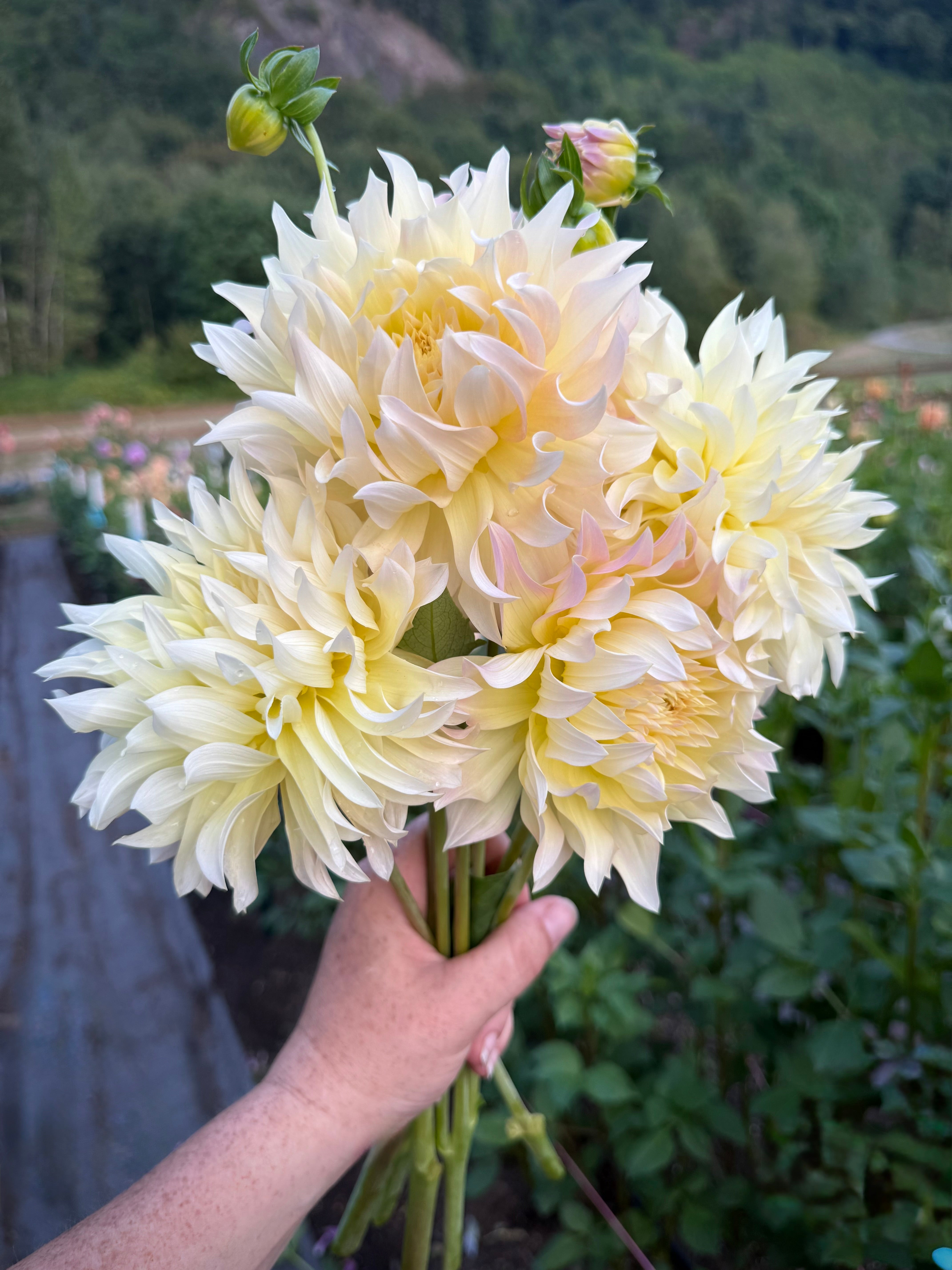 Lakeview Blush – Willow Rock Acres