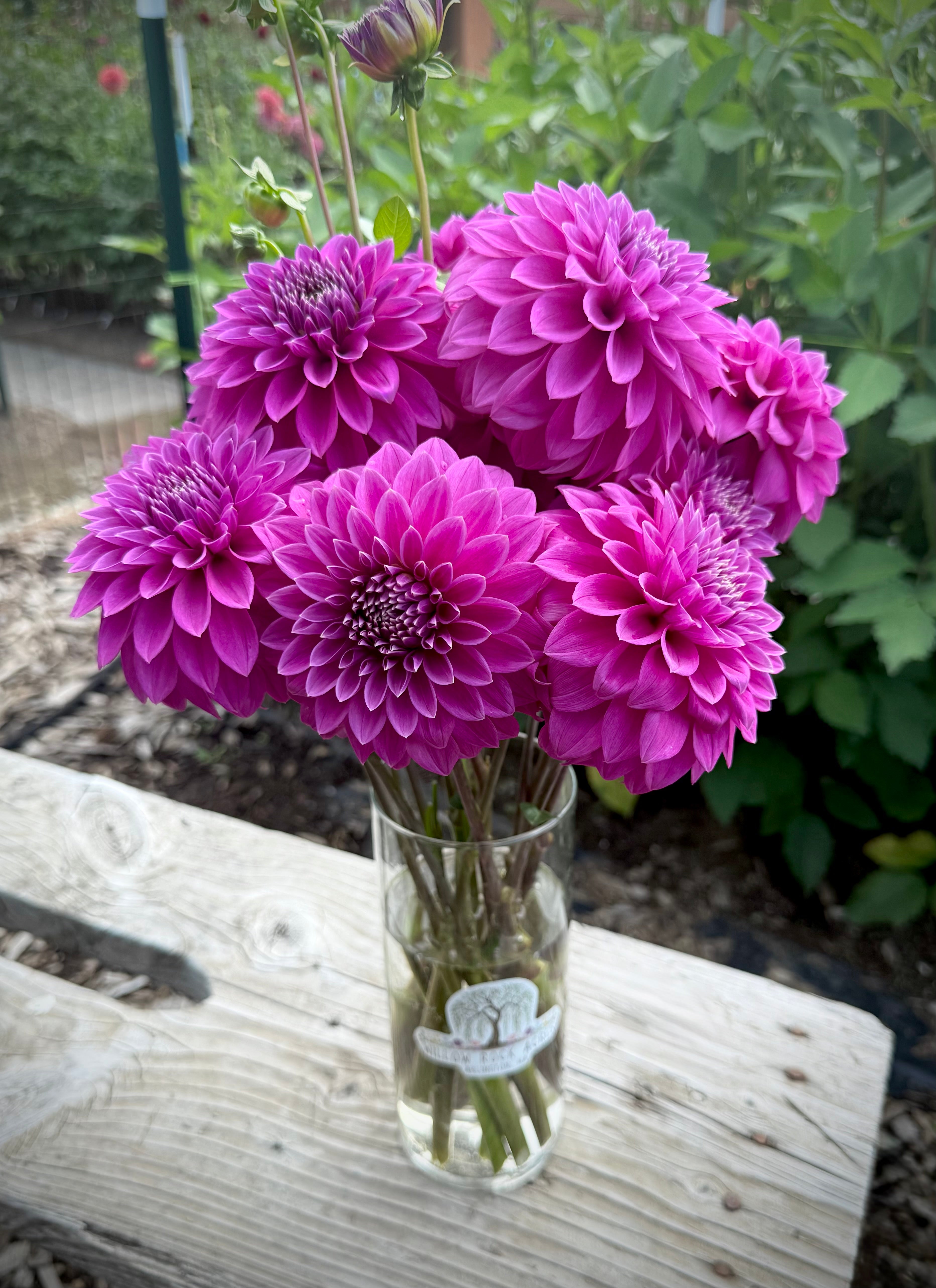 Bloomquist Ruby – Willow Rock Acres