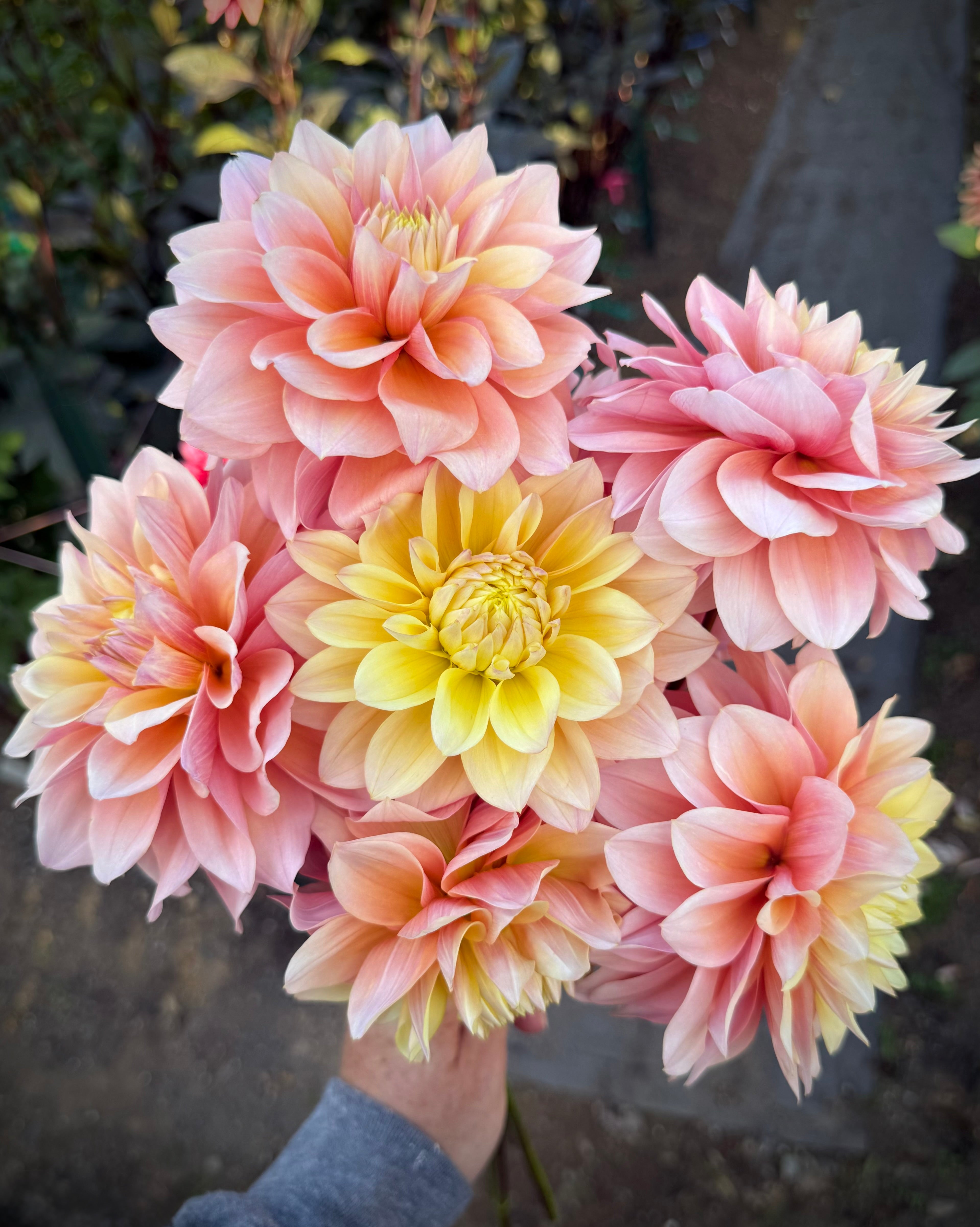 Lee’s Sugaree – Willow Rock Acres